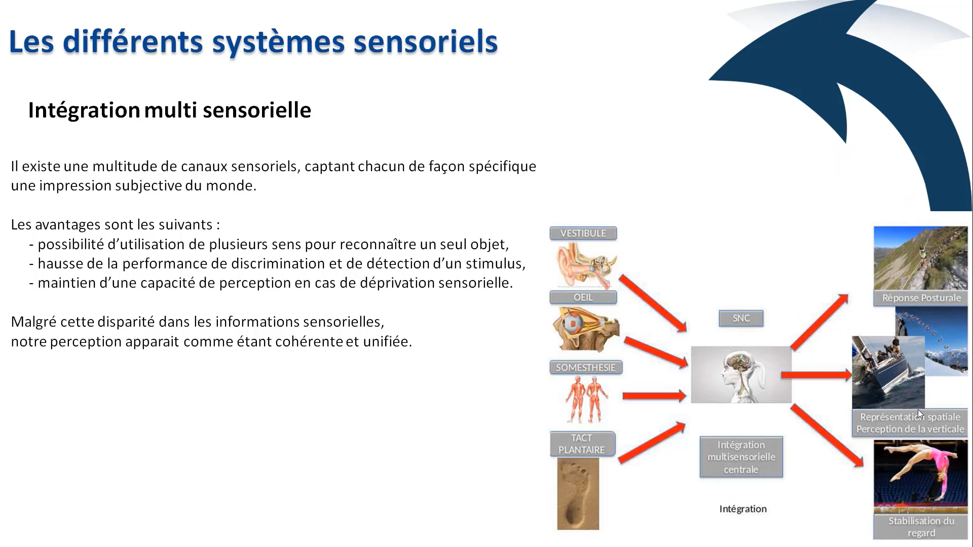 Pod - Les Différents Systèmes Sensoriels - L2 Neur…